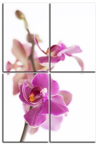 Obraz na plátně - Orchidej květ izolována na bílém pozadí - obdélník 7222E (120x80 cm)
