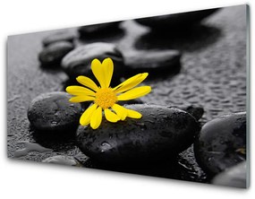 Obraz na skle Květ Kameny Rostlina Lázně 120x60 cm