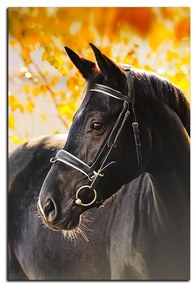 Obraz na plátně - Černý kůň - obdélník 7220A (120x80 cm)