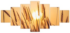 Obraz - Traviny ve slunci (210x100 cm)