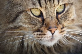 Malvis ® Obraz Kočičí oči Velikost: 90x60 cm