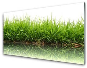 Obraz na skle Tráva Voda Příroda Rostlina 140x70 cm