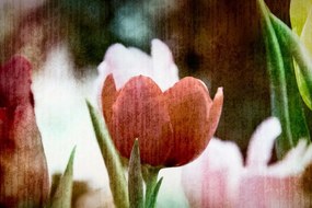 Obraz louka tulipánů v retro stylu - 90x60 cm