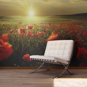 Fototapeta - Morning on the poppy meadow