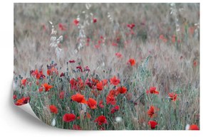 Fototapeta Poppy Field Omyvatelný vlies 208x146