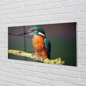 Obraz na skle Barevný pták na větvi 125x50 cm