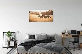 Obrazy na plátně Zebra pole sunset 100x50 cm