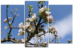Obraz na plátně - Kvetoucí jabloň 147C (120x80 cm)