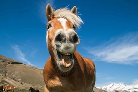 DIMEX | Samolepicí vliesová fototapeta na zeď Legrační kůň MA-5-0421 | 375 x 250 cm | modrá, bílá, hnědá