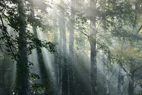Fototapeta sluneční paprsky v mlhavém lese - 300x270