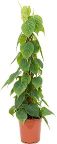 Pokojová rostlina Philodendron scandens s kokosovou vzpěrou 120 cm, průměr 24 cm
