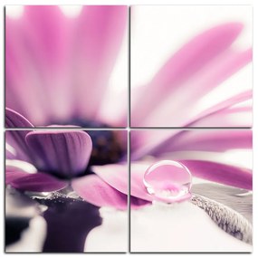 Obraz na plátně - Kapka rosy na lupenech květu - čtverec 380D (60x60 cm)