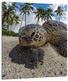 Obraz želvy (30x30 cm)