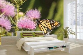 DIMEX | Samolepicí vliesová fototapeta na zeď Motýl Monarcha stěhovavý MA-5-1303 | 375 x 250 cm | zelená, oranžová, růžová