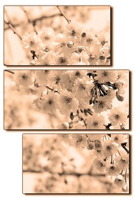 Obraz na plátně - Třešňový květ - obdélník 7279FD (105x70 cm)