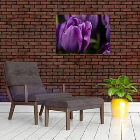Skleněný obraz květů tulipánů (70x50 cm)