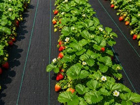 DIVODV Hustá agrovlákna agrotkanina 70 g, 1 x 20 m, protiburinová agrotkanina, černá