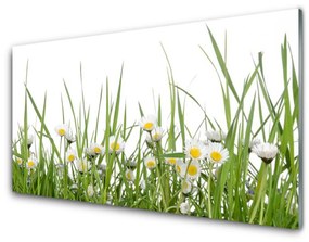 akrylový obraz Tráva Sedmikrásky Příroda 125x50 cm