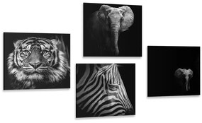 Set obrazů zvířata v černobílém stylu - 4x 60x60 cm