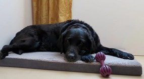 TrendPet Ortopedická matrace pro psy VitaMedog - šedá VELIKOST: 50 x 35 cm