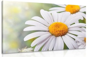 Obraz květiny heřmánku - 120x80 cm