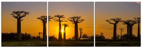 Obraz na plátně - Baobaby při západu slunce - panoráma 505B (120x40 cm)
