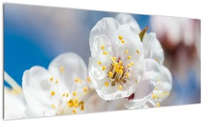 Květ třešně - obraz (100x40cm)