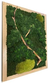 WOODILO Mechový obraz Borovice| sobí, kopečkový, plochý mech + dřevina Rozměr obrazu: 100x100 cm, Barva rámu: Bílá, Síla rámu (pohledová): 2,5 cm