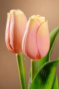 Paramit Umělý tulipán tmavě broskvový 40 cm