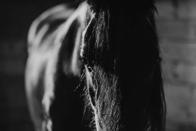 Tapeta kůň černobílý - 225x150 cm