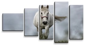 Sablio Obraz - 5-dílný Bílý kůň 3 - 100x60 cm