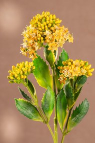 Paramit KALANCHOE Aranžovací květina žlutá 47 cm