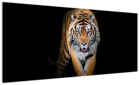 Tygr, obraz (100x40cm)