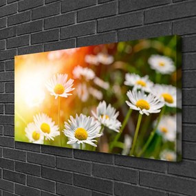 Obraz na plátně Sedmikrásky Květiny Paprsky 140x70 cm