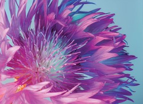 Malvis ® Tapeta Detail květiny Vel. (šířka x výška): 504 x 310 cm