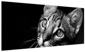 Obraz kočky (100x40cm)