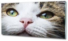 Wallmuralia Fotoobraz na skle Zelené kočičí oči 100x50