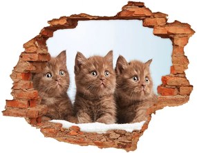 Wallmuralia Díra 3D fototapeta na stěnu Kočičky na ručníku 90x70 cm