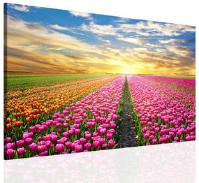 Obraz pole tulipánů Velikost (šířka x výška): 150x100 cm