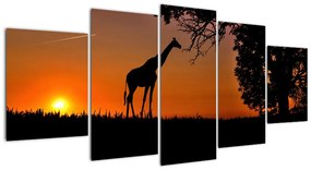 Obraz žirafy v přírodě