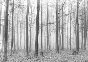 Postershop Fototapeta: Mlha v lese (2) - 184x254 cm