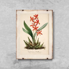 Plakát Květinový tisk Epidendrum Vitellinum