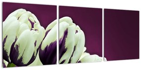 Makro tulipánů - obraz