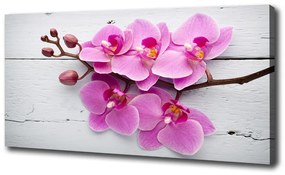Wallmuralia Foto obraz na plátně Orchidej a na stromě 100x50