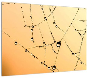 Skleněný obraz orosené pavučiny (70x50 cm)