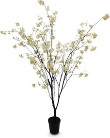 Prunus cerasus- Třešeň