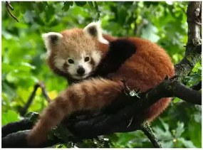 Ravensburger Panda červená / 500 dílků / od 12 let