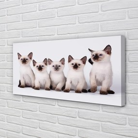 Obrazy na plátně malé kočky 100x50 cm