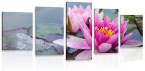 5-dílný obraz růžový lotosový květ