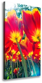 Wallmuralia Vertikální Foto obraz na plátně Červené tulipány 50x100